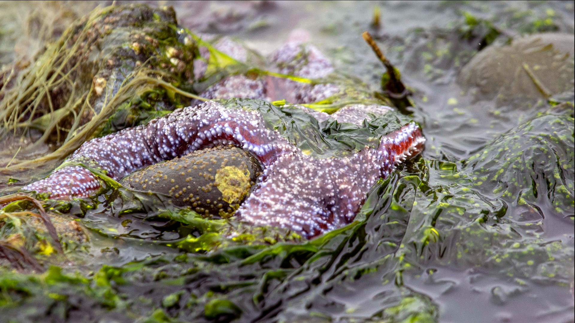 Fast response helped keep oil spill at Shell Puget Sound Refinery ...