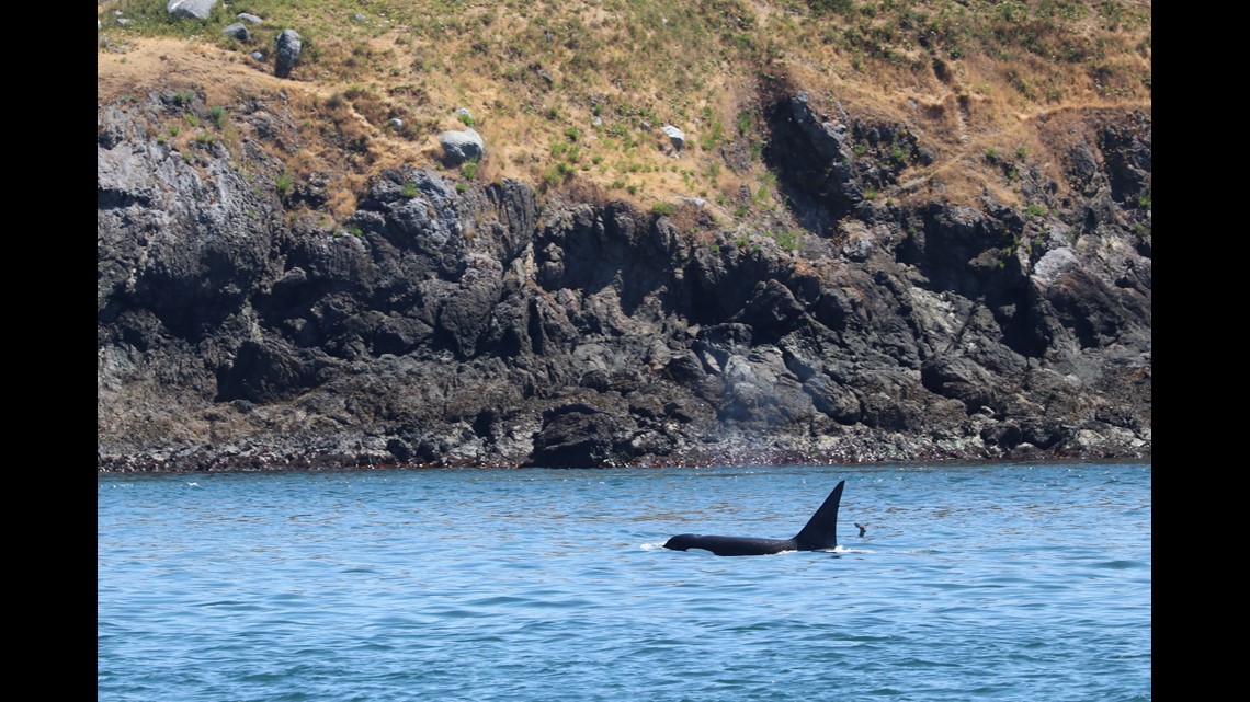 Deer swims past Bigg's killer whale in photo taken near San Juans ...