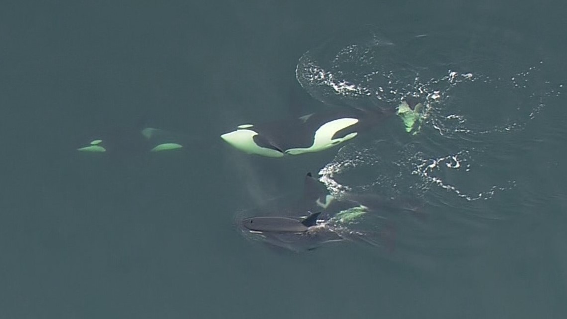 Large pod of resident orcas spotted near West Seattle | king5.com