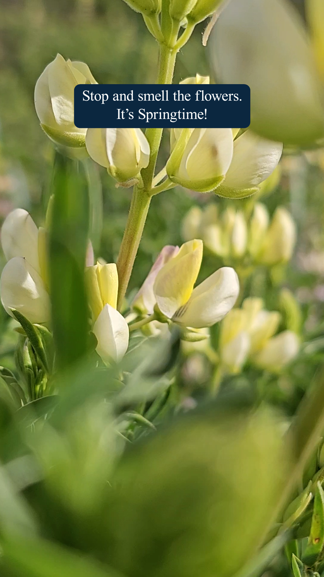Stop and smell the flowers. It's springtime! | king5.com