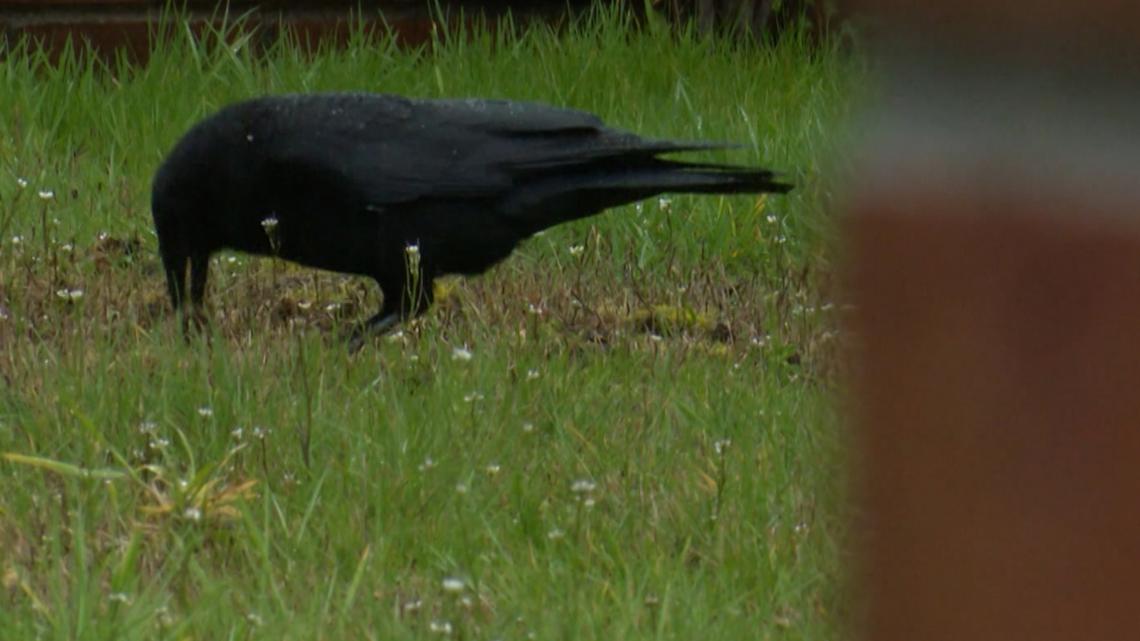 Raccoons, crows destroying lawns across western Washington | king5.com