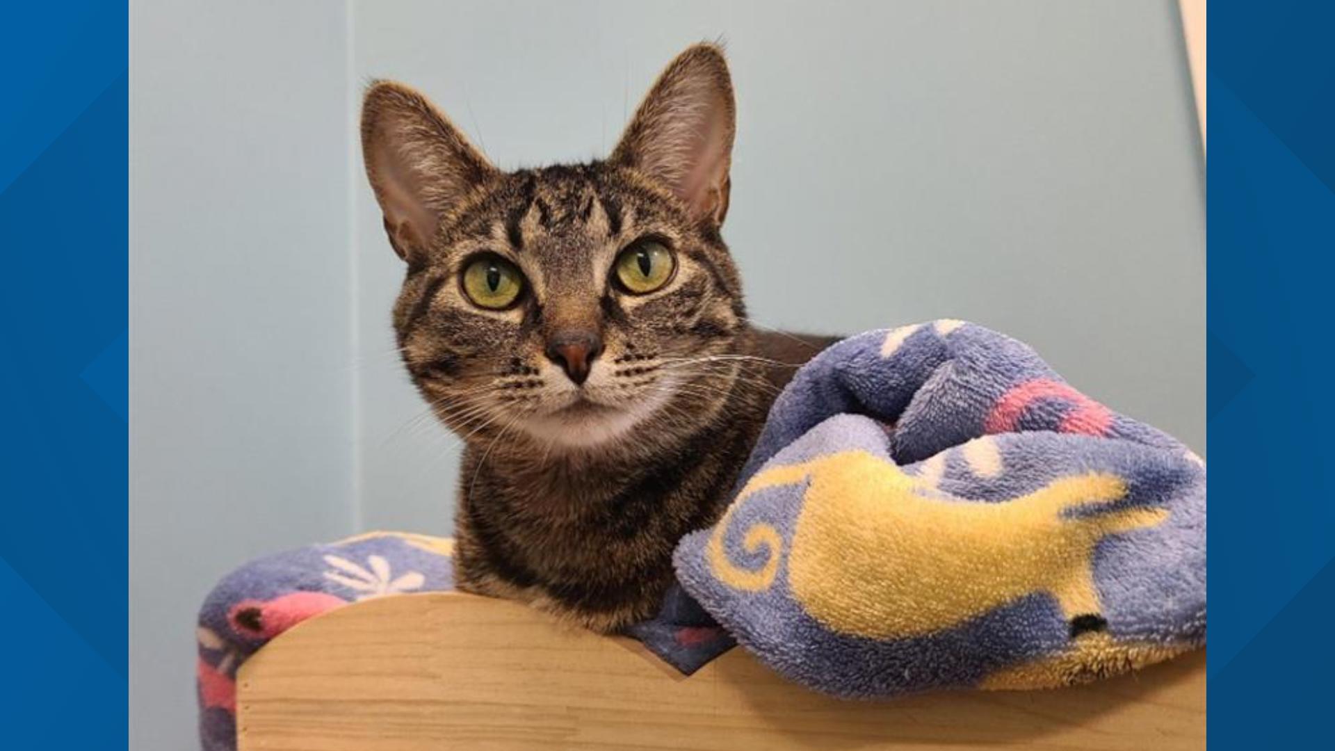Chessie Awaits Adoption at MEOW Cat Rescue | king5.com