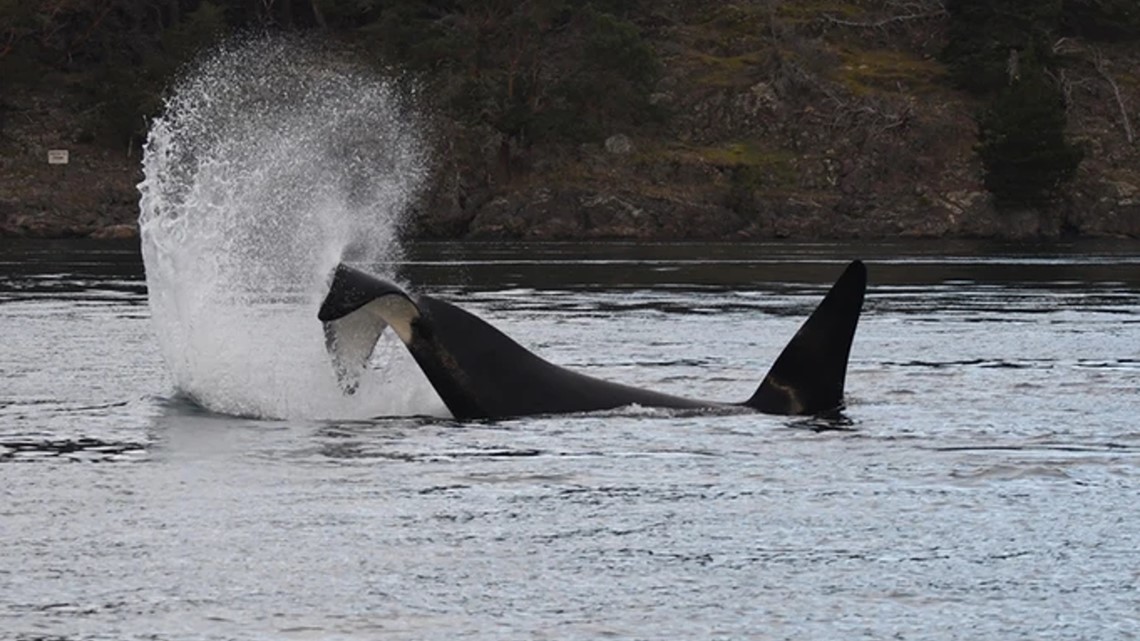 Southern Resident orca population drops with 3 deaths, 2 births | king5.com