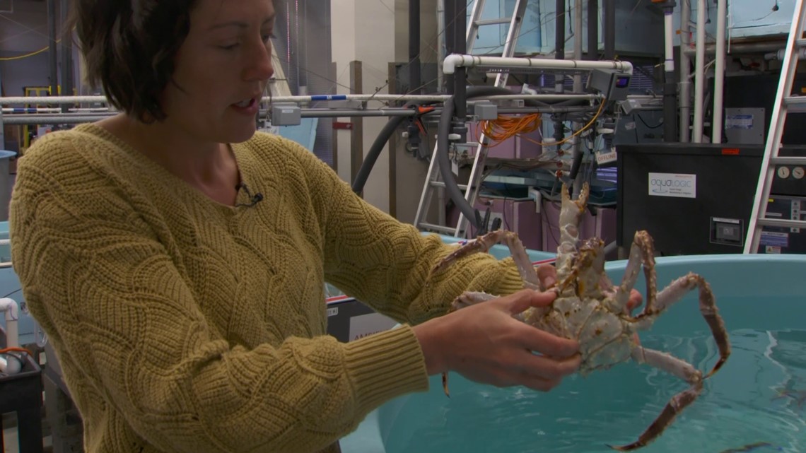 Tour of NOAA research facility with Biologist Erin Fedeway | king5.com