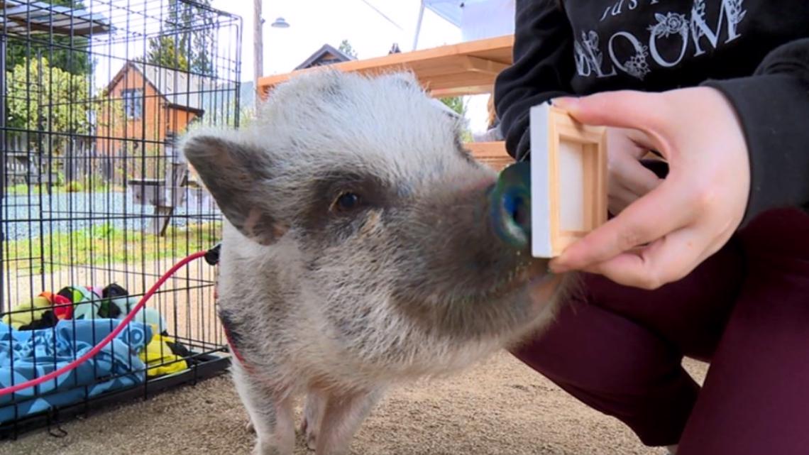 This Northwest artist really paints like a pig | king5.com