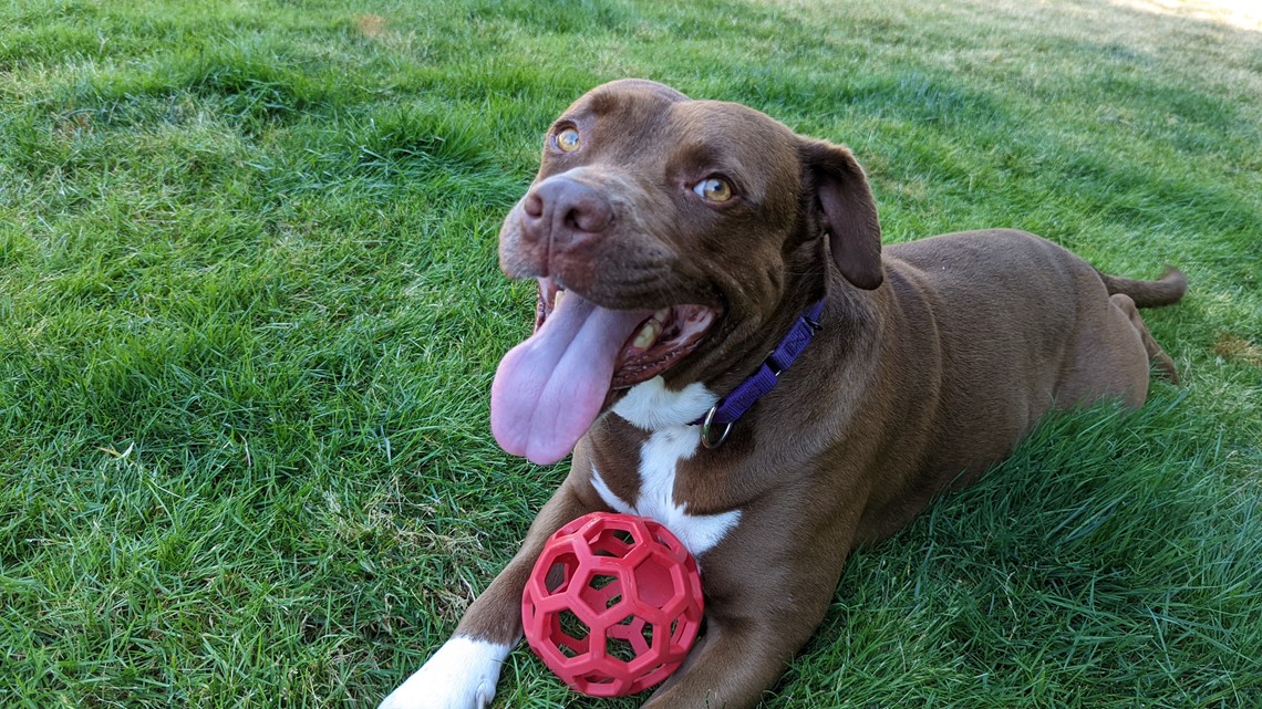 Meet the Seattle Humane adult dogs waiting for forever homes | king5.com