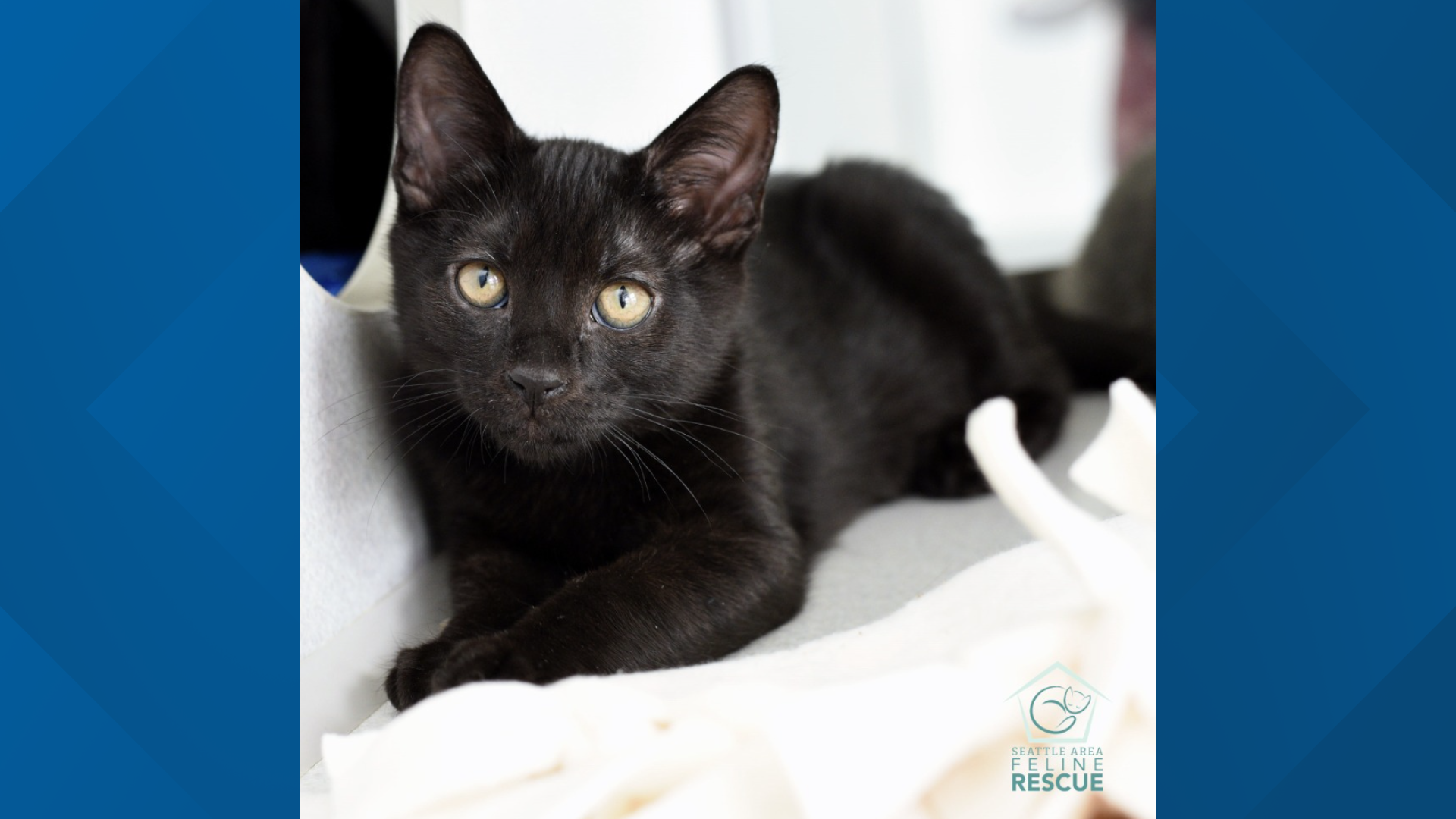 Seattle area shelters share dogs, cats in need of adoption | king5.com