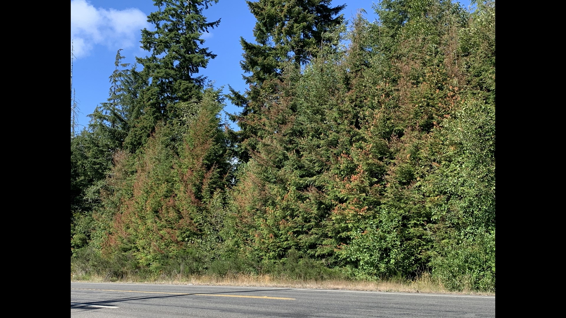 Western Washington saw highest concentration of damaged trees from heat ...