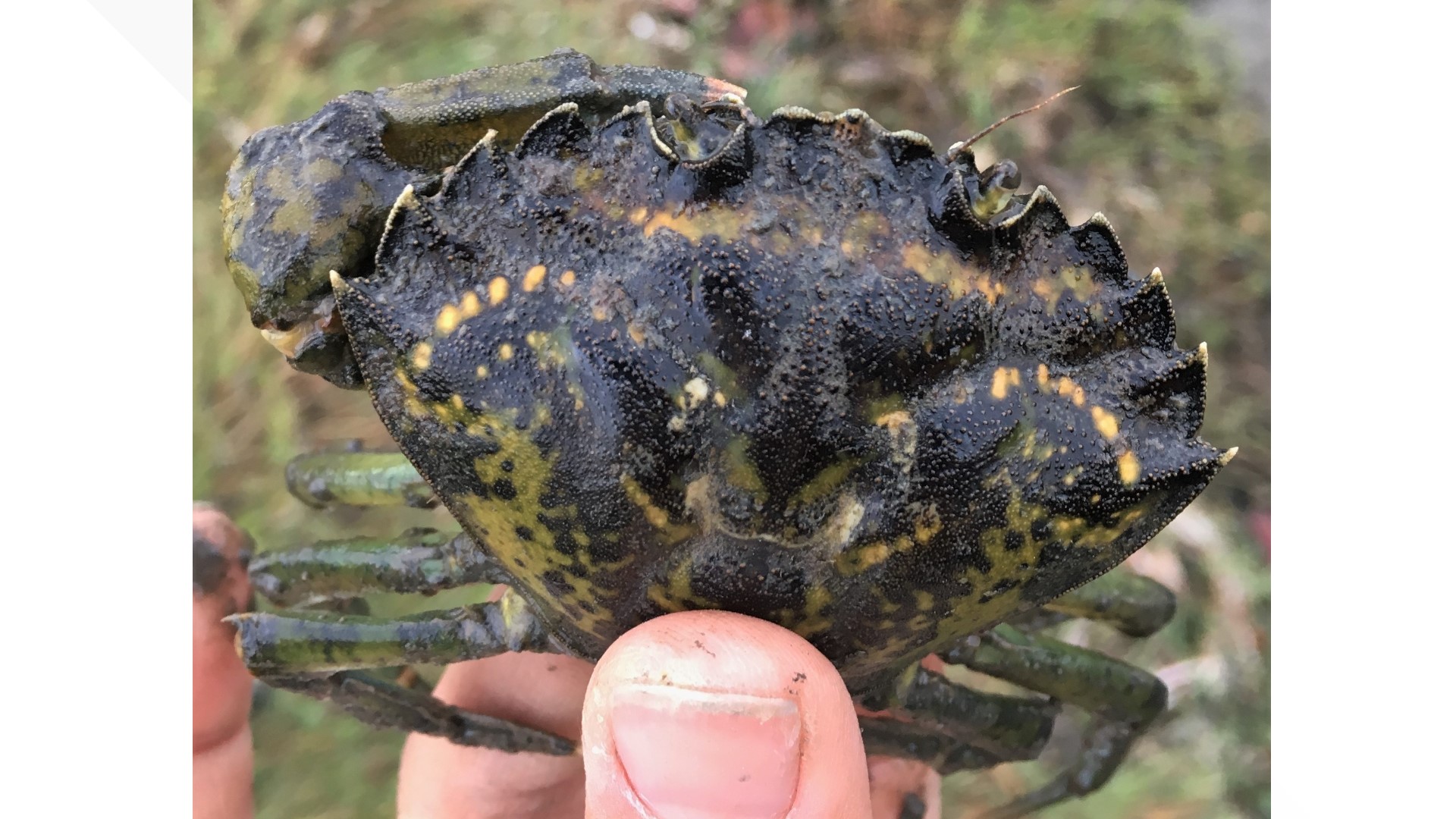 Invasive European green crabs captured near Lummi Nation | king5.com
