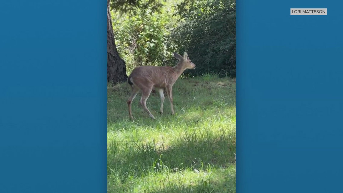 Young deer with PVC pipe on leg treated by wildlife officials, walks ...