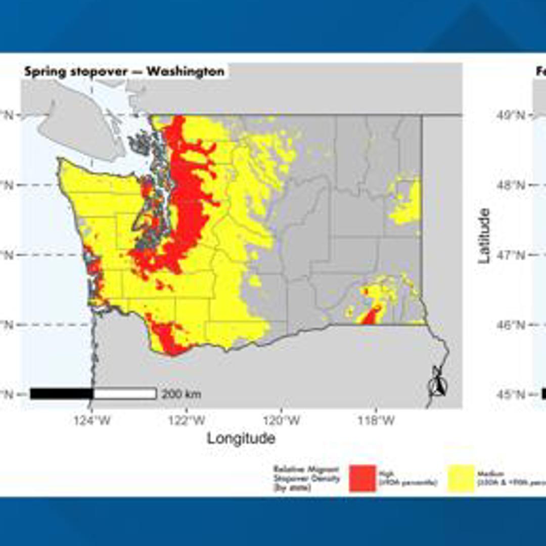 Millions of birds migrate across Washington this weekend | king5.com