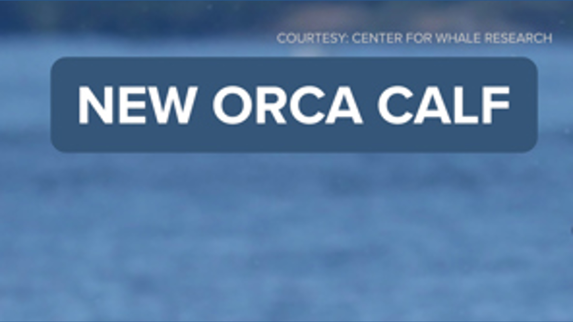New Orca Calf | king5.com