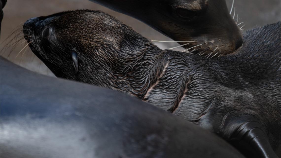 First ever sea lion pup born at Point Defiance Zoo & Aquarium | king5.com