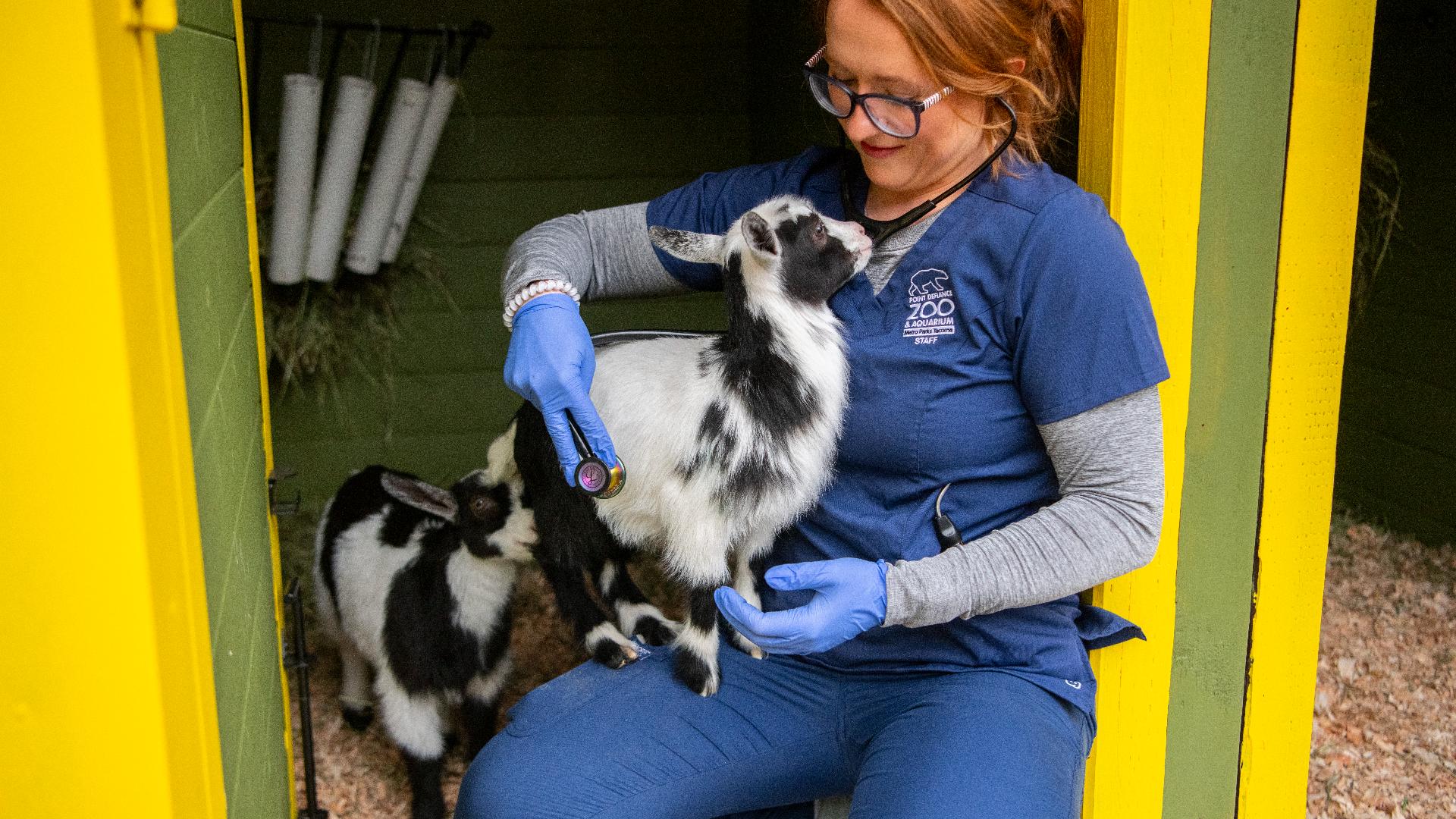 7 new baby goats at Tacoma's Point Defiance Zoo & Aquarium | king5.com