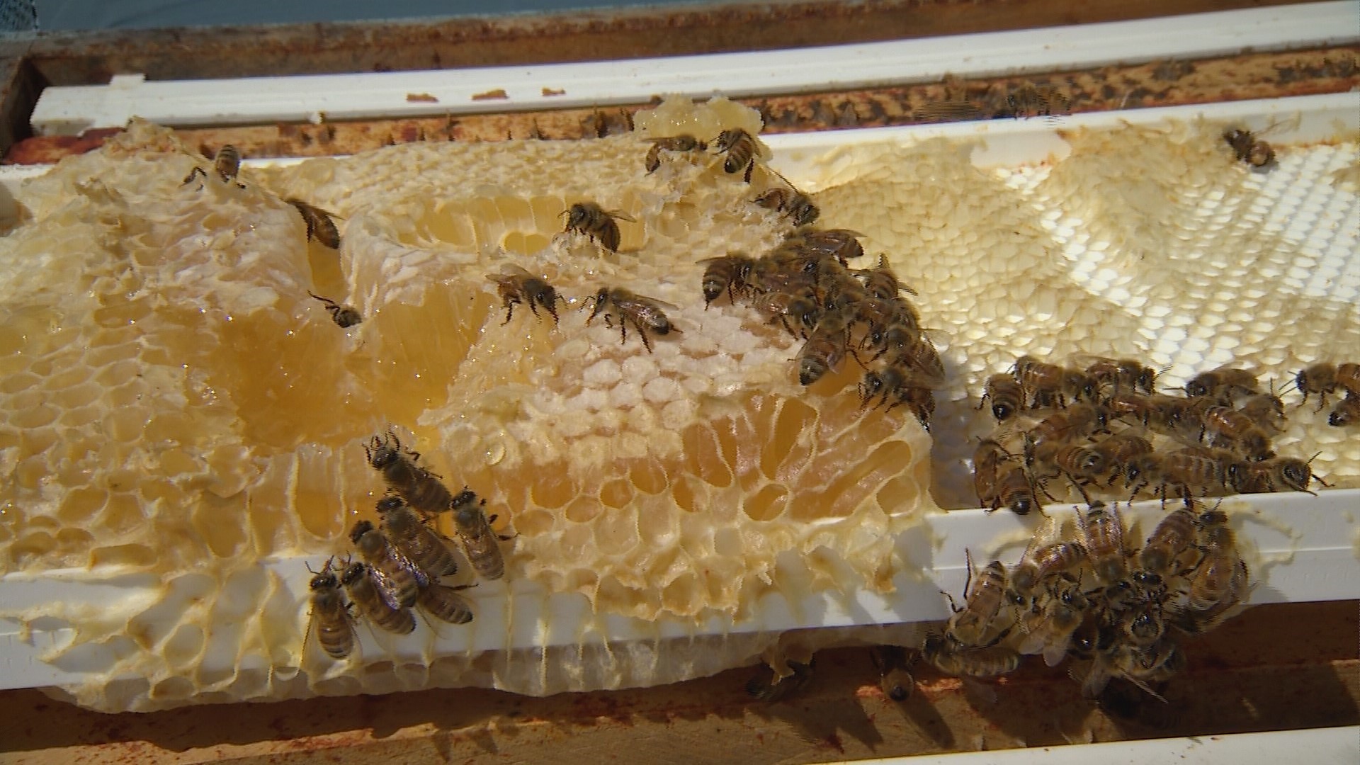 Box of bees falls off truck in Burlington, triggering public safety ...