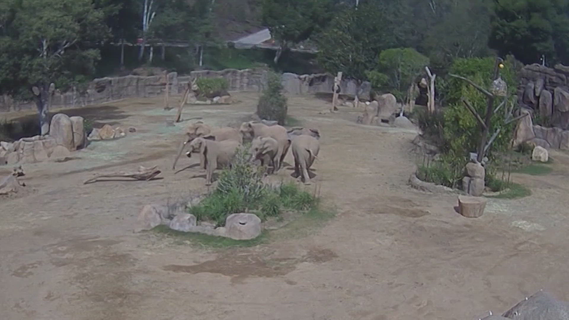Elephants for "alert circle" to protect young during San Diego ...