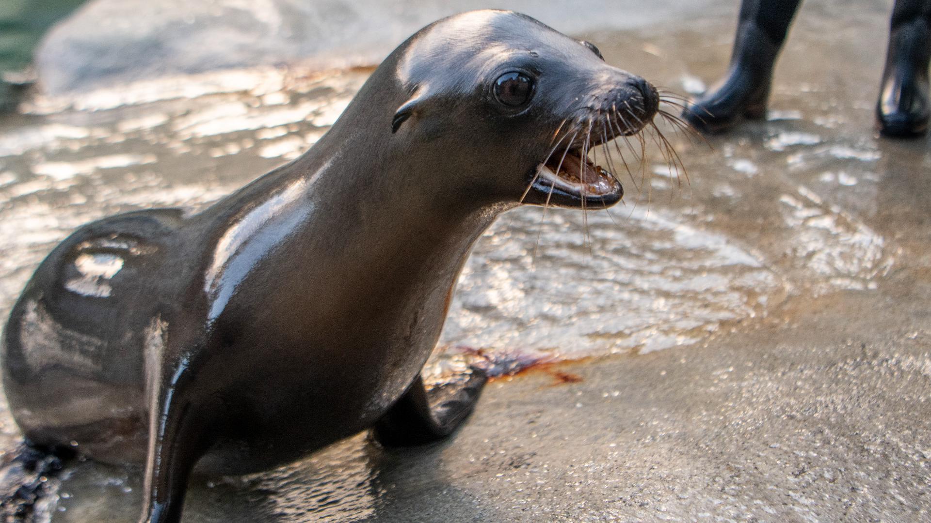 Baby sea lion shows off rhythmic gymnastics skills at Point Defiance ...