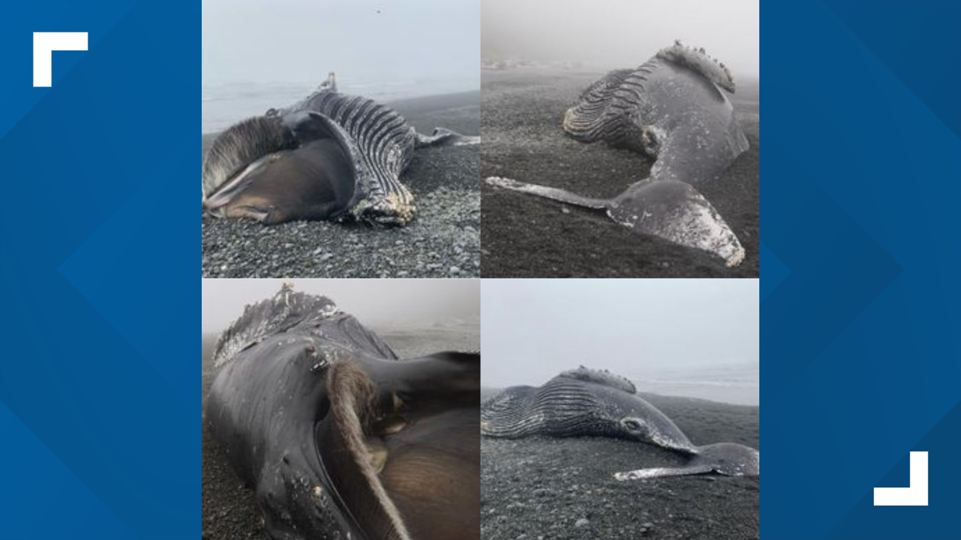 Humpback whale found dead in Jefferson County was one of two likely ...