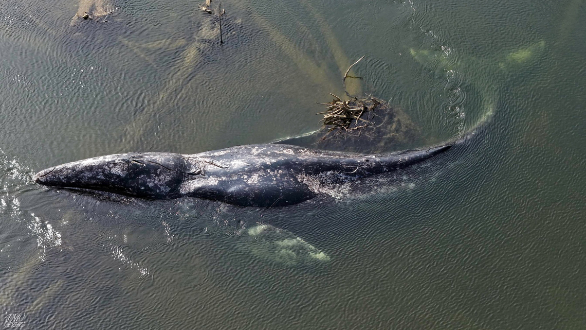 Whale death in Willapa River follows troubling trend of gray whale ...