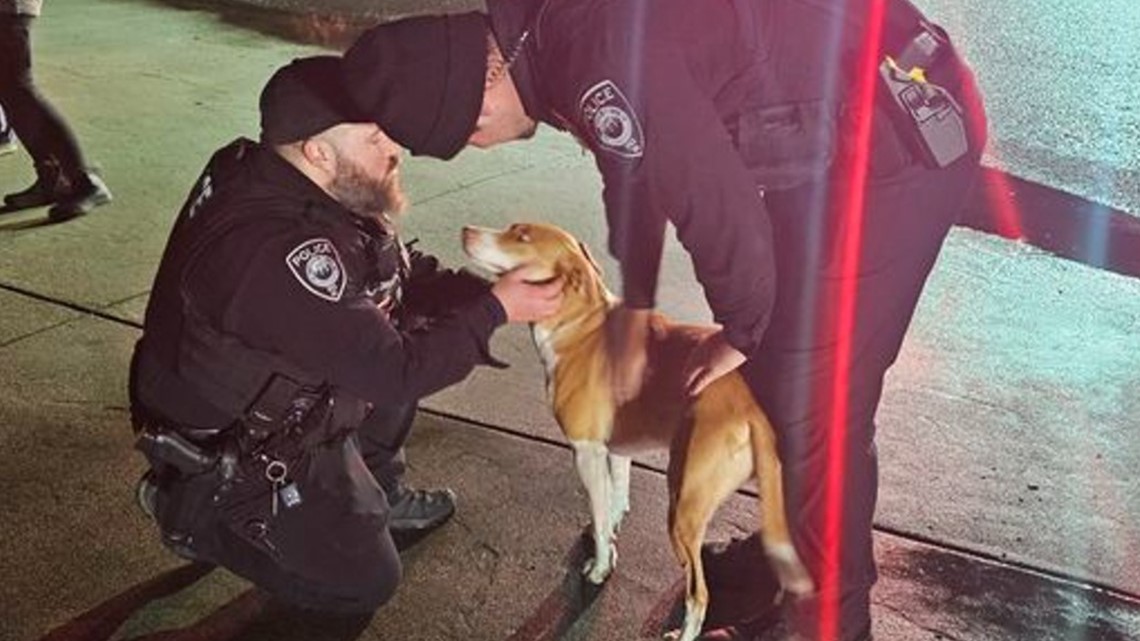 Rare white orca spotted in Puget Sound | king5.com
