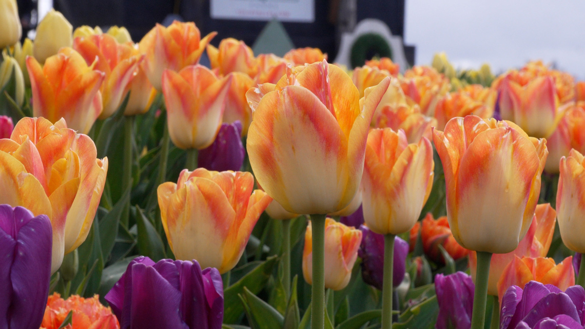 Tulip Valley Farms offers U-Pick experience in Skagit County | king5.com