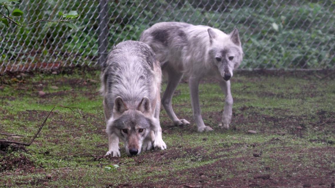 Gray wolf brothers join pack at Tenino sanctuary after cross-country ...