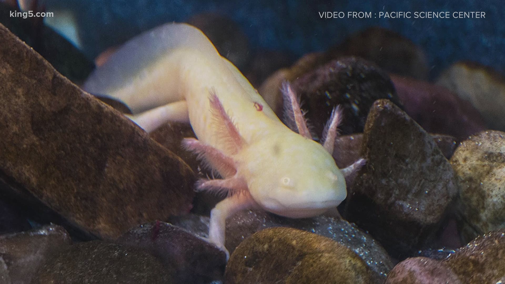 Seattle's Pacific Science Center rehoming all animals in 'Living ...