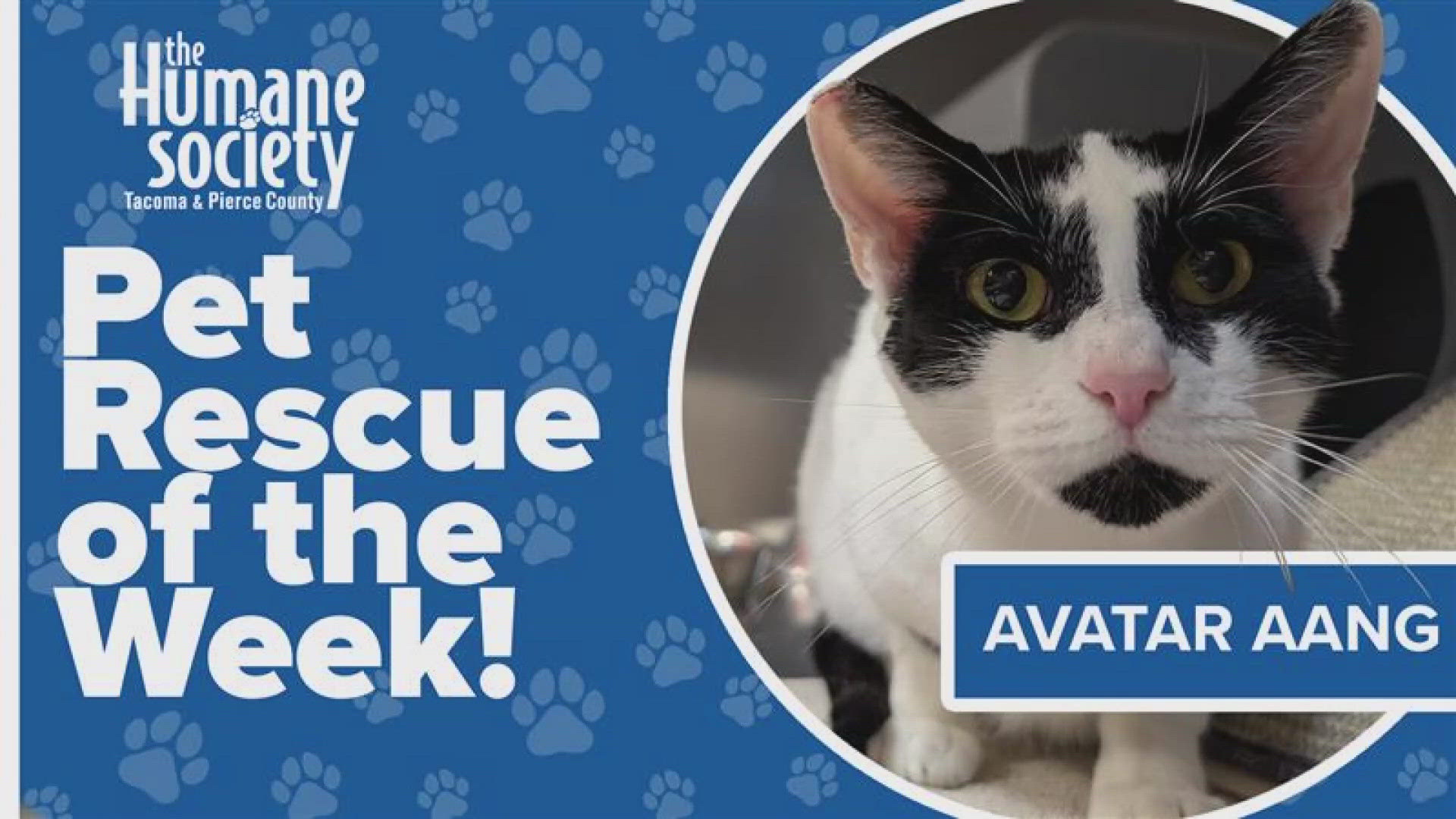Pet Rescue of the Week: Avatar | king5.com