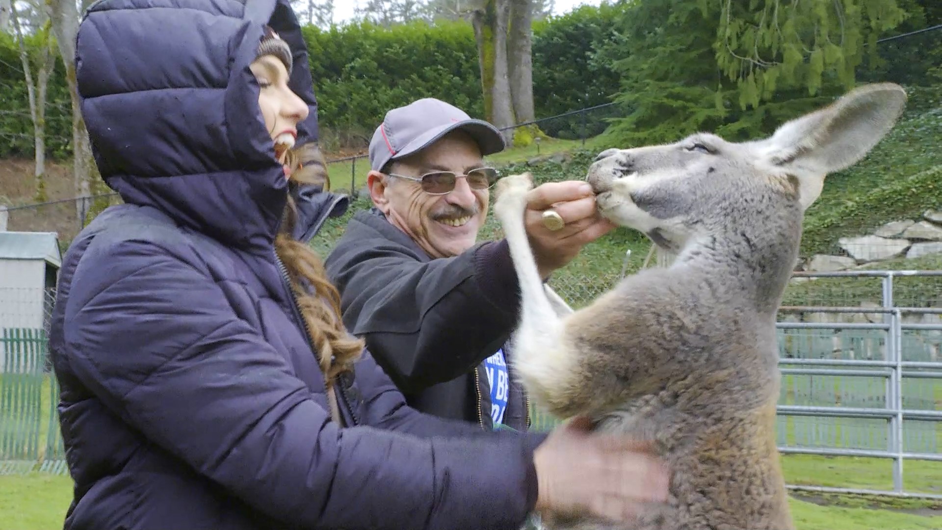 Kangaroos: Do they leap or hop? Find out at this ranch in Fall City ...