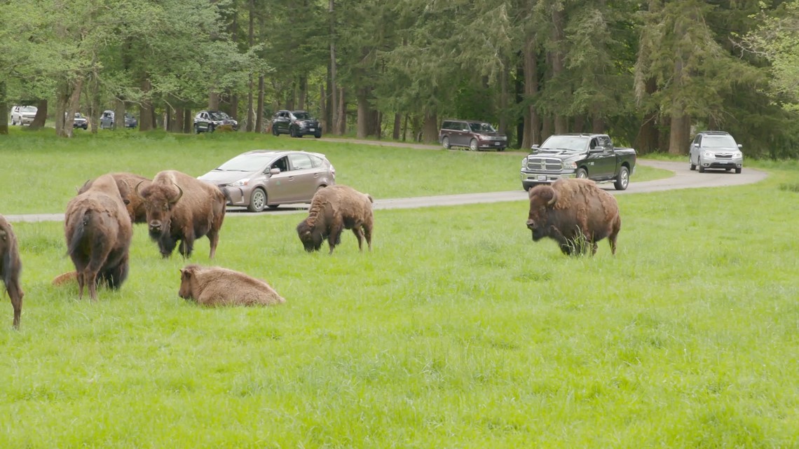Let's go for a wild drive in the South Sound! | king5.com