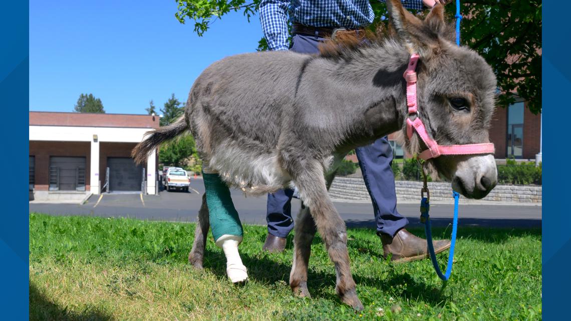 Miniature donkey survives frostbite, leg amputation to walk again with ...
