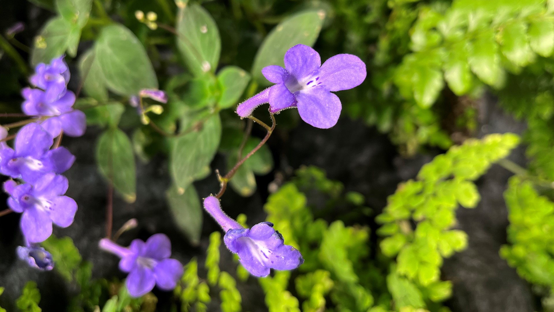 The Living Wall is Climate Pledge Arena's Most Insta-worthy spot ...