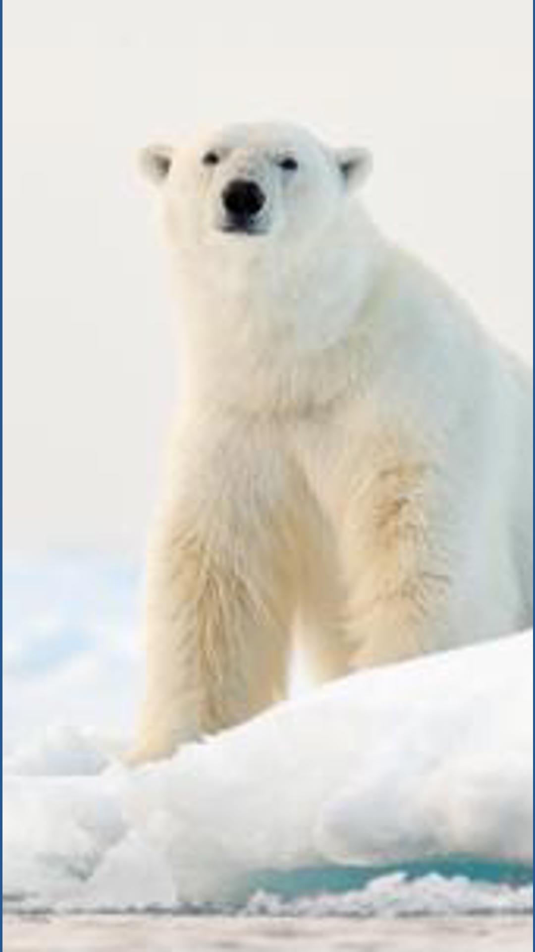 Washington joins lawsuit over 1.6 million-acre Arctic Refuge oil and ...