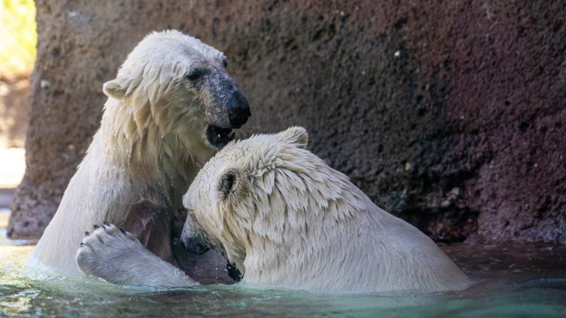 Polar bear sisters growing accustomed to life at Pt Defiance Zoo ...
