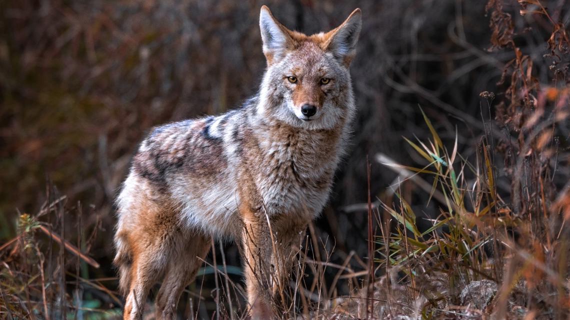 Coyote bites, injures 5-year-old boy in Renton | king5.com