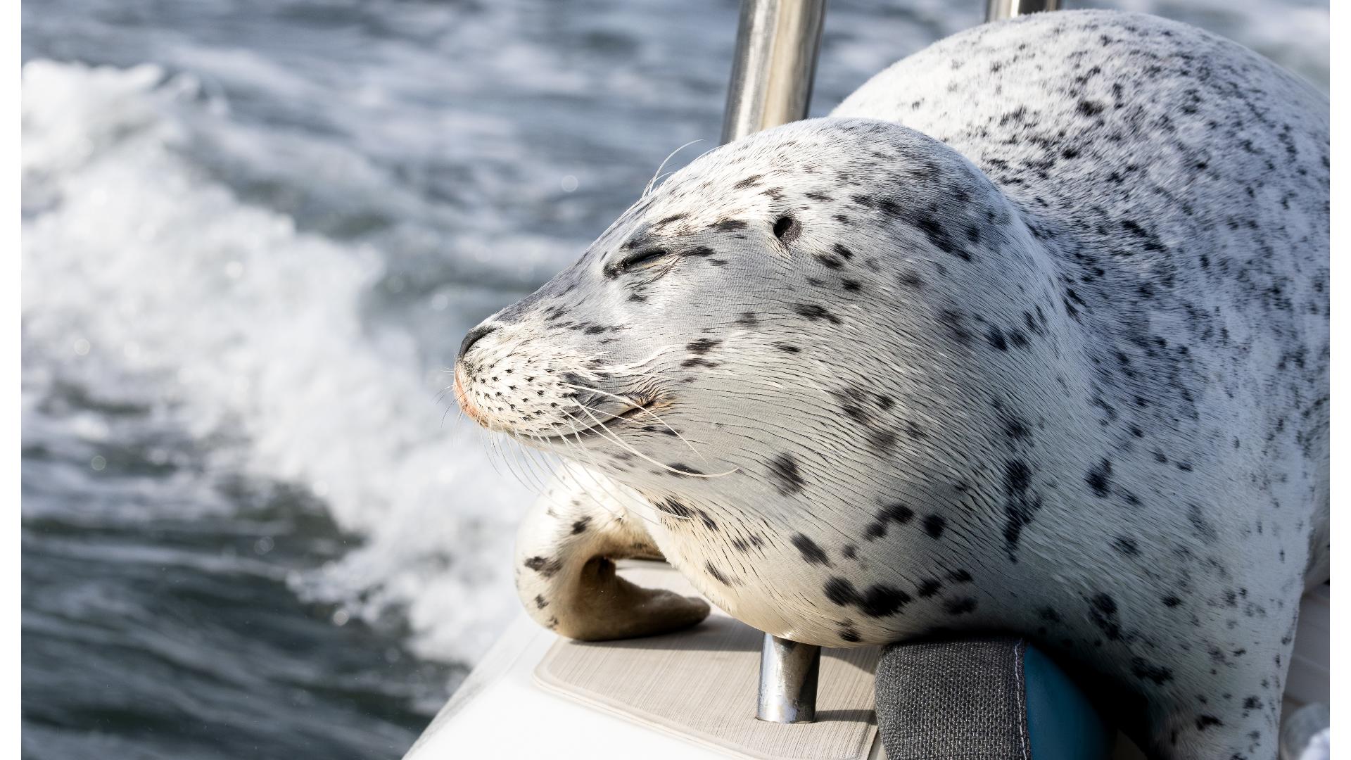 PHOTOS: Seal jumps onto boat to escape hunting orcas | king5.com