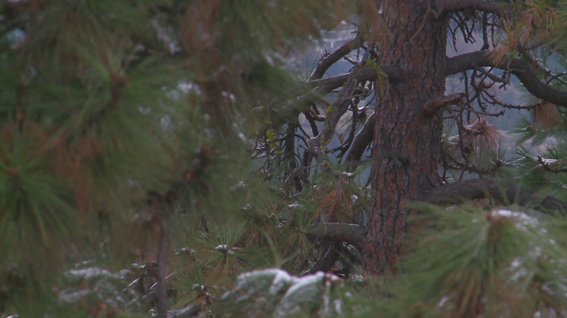 Trump order requires 60% of US national forests be used for logging ...