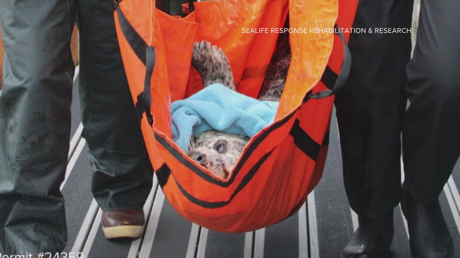Harbor seal found shot in face, veterinarians work to rehabilitate ...