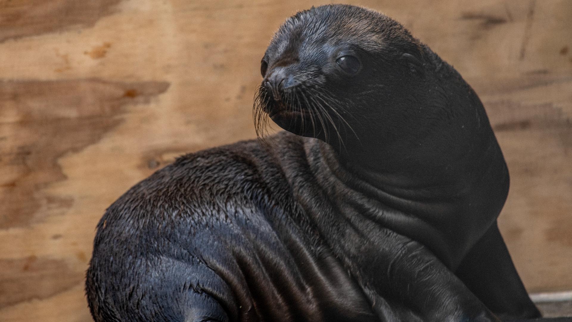 First ever sea lion pup born at Point Defiance Zoo & Aquarium | king5.com