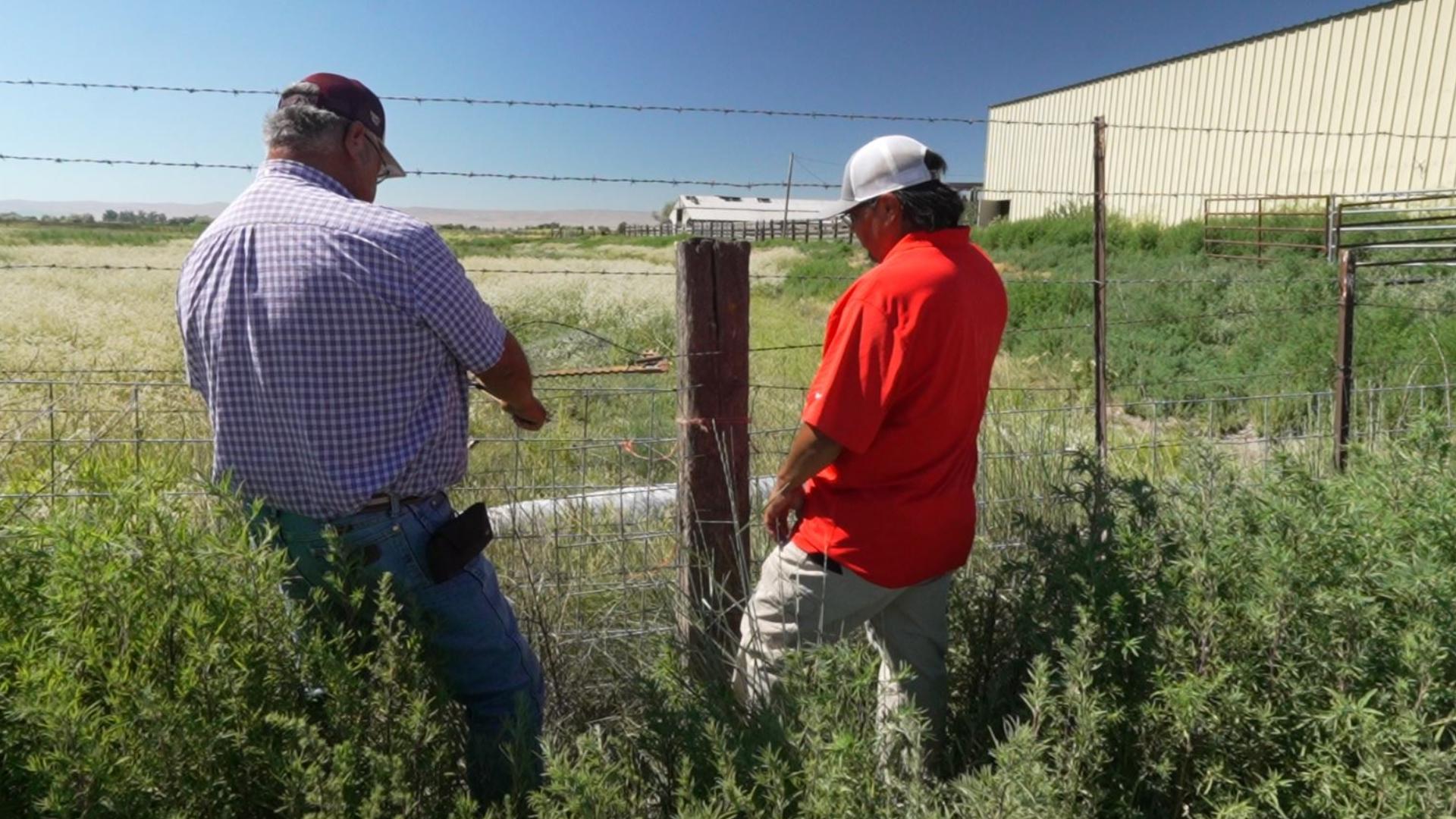 Yakama Nation buffalo herd is healthy and growing | king5.com