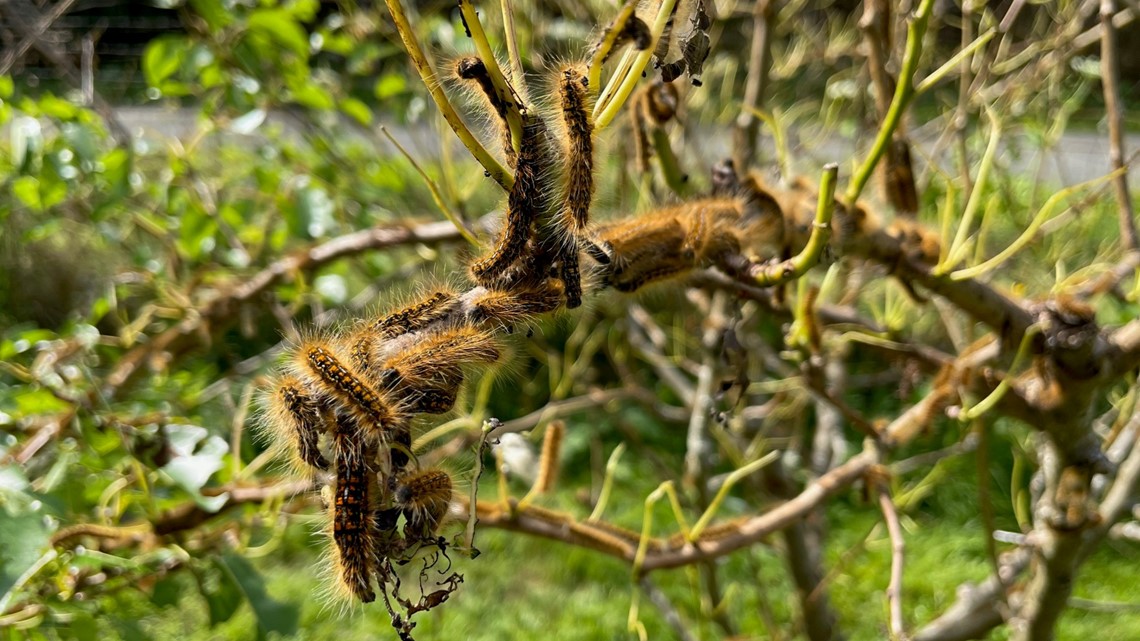 Caterpillar invasion in Skagit County's Guemes Island | king5.com