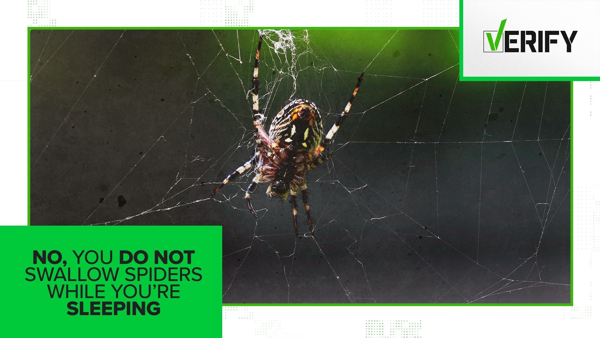 No, you do not regularly swallow spiders while you're sleeping | king5.com