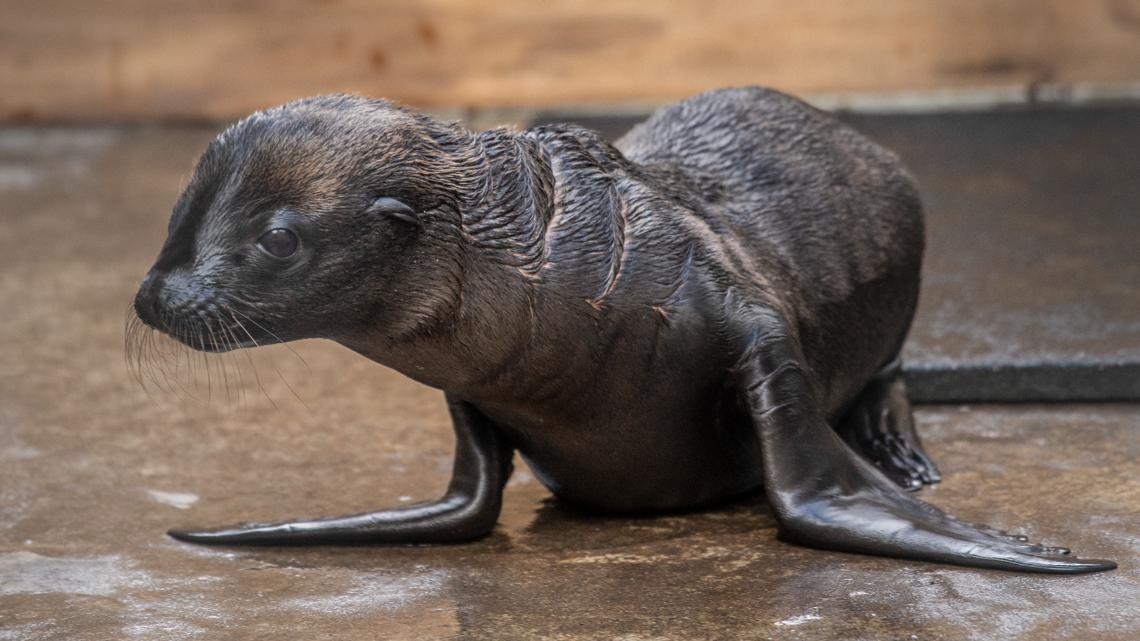 First ever sea lion pup born at Point Defiance Zoo & Aquarium | king5.com