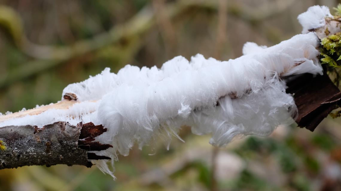 Hair ice: a PNW phenomenon that forms under specific circumstance ...