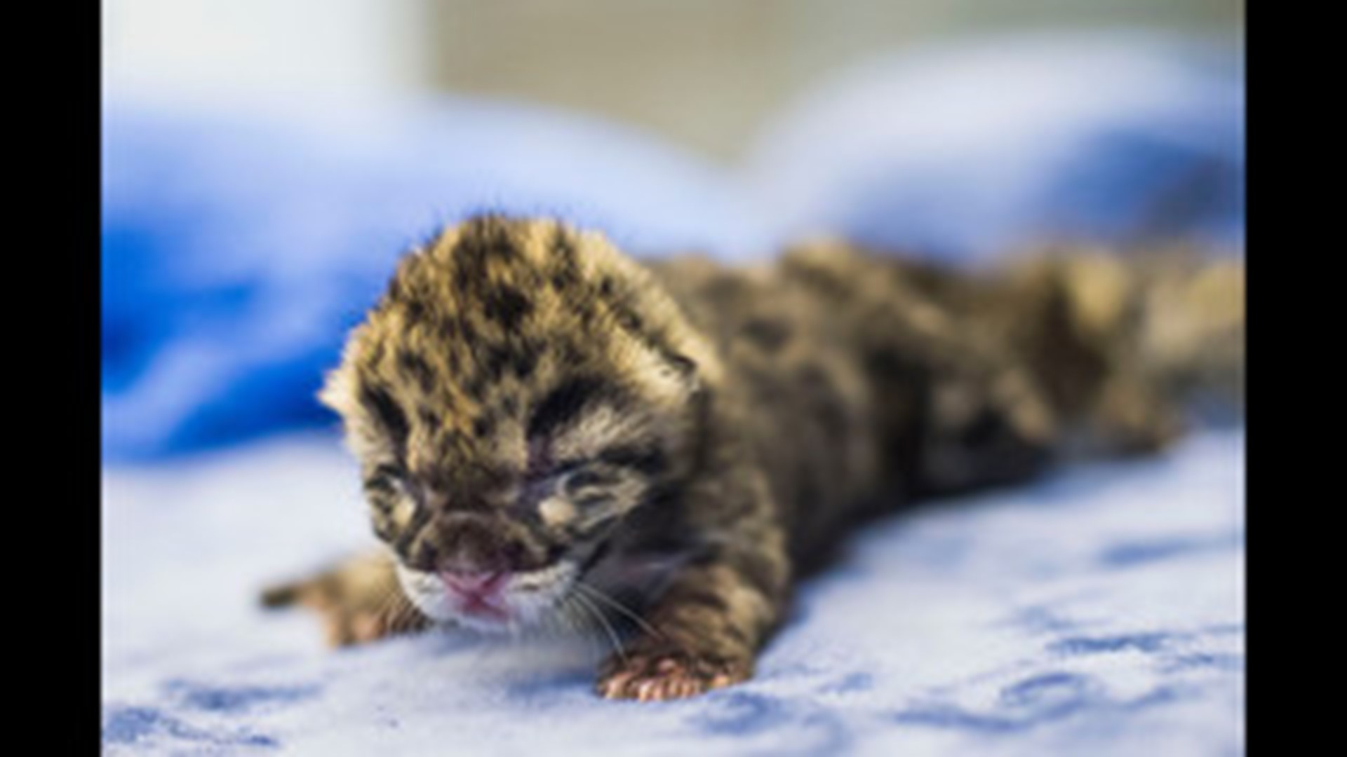 3 endangered clouded leopards born at Point Defiance Zoo | king5.com