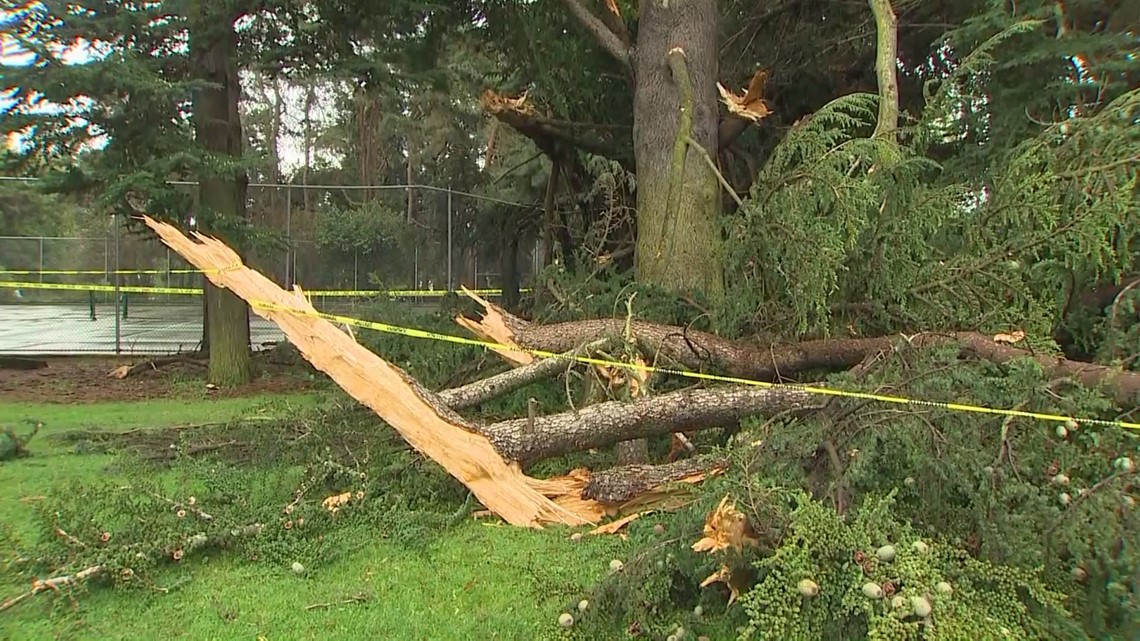 Lightning shatters giant spruce tree at Seattle's Green Lake | king5.com