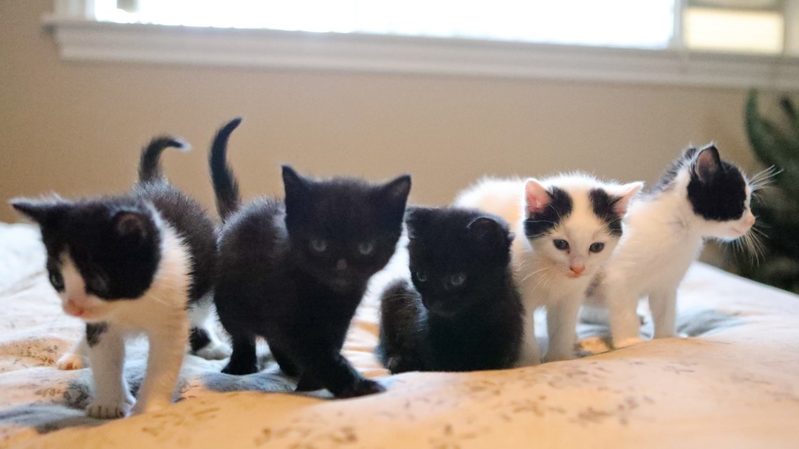 Seattle I-90 kittens adopted out to forever homes | king5.com