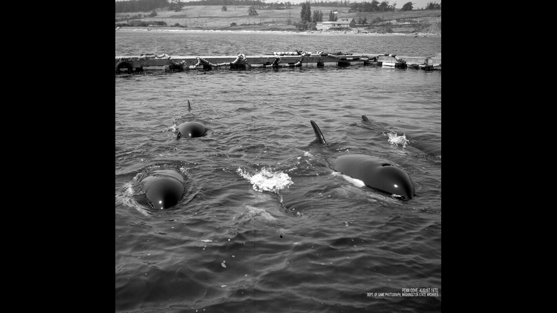 A timeline of the fight to bring Tokitae back to Washington | king5.com