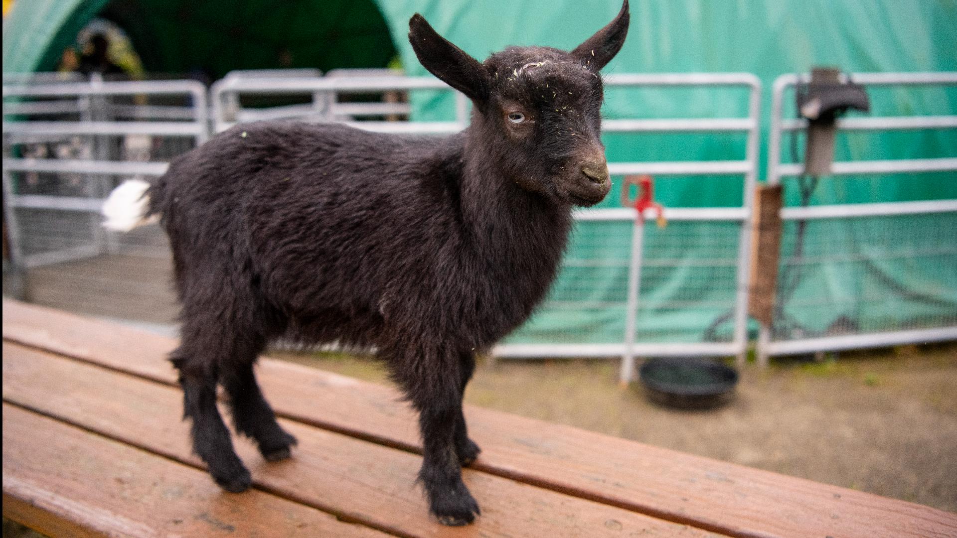 7 new baby goats at Tacoma's Point Defiance Zoo & Aquarium | king5.com