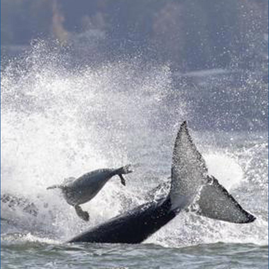 PHOTOS: Seal jumps onto boat to escape hunting orcas | king5.com
